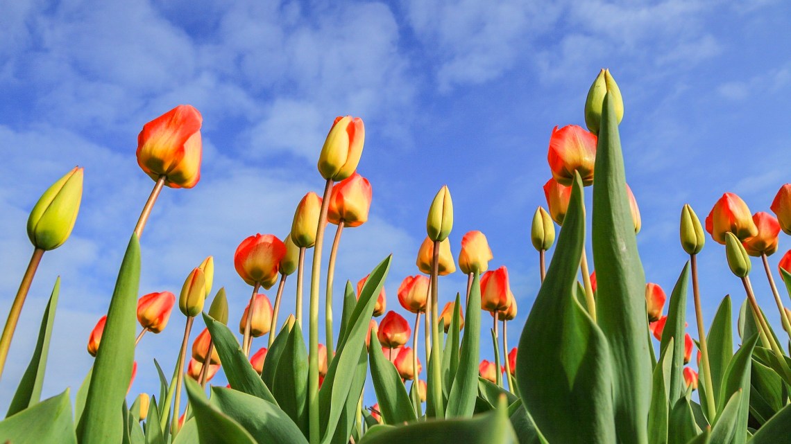 Lugares para Viajar na Primavera no Brasil e no Mundo | Garfo & Mala