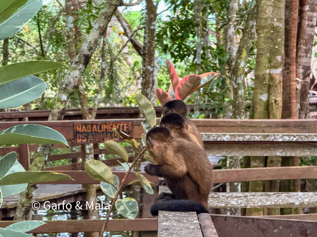 Minha Experiência em um Hotel de Selva na Amazônia | Garfo & Mala